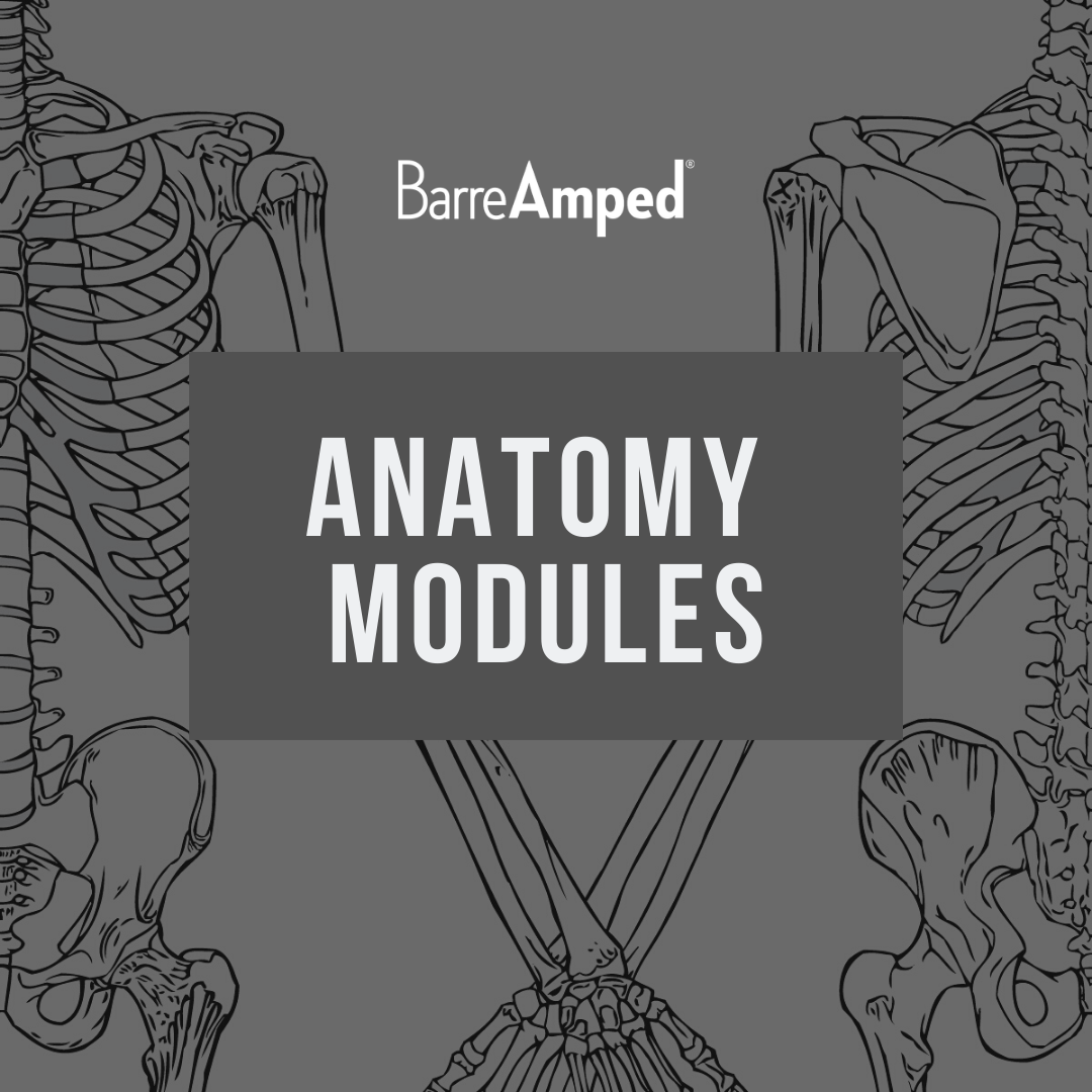 Coming Soon: Fundamentals of Barre + Anatomy Modules - BarreAmped®