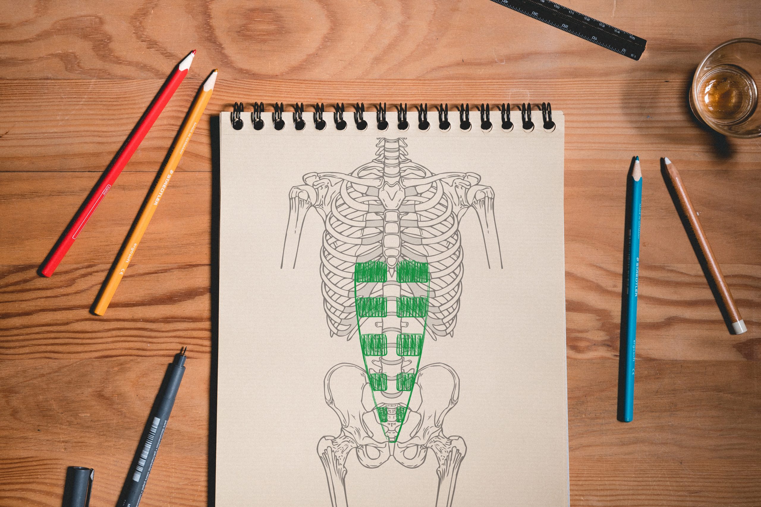 Spine + Core Anatomy - BarreAmped®